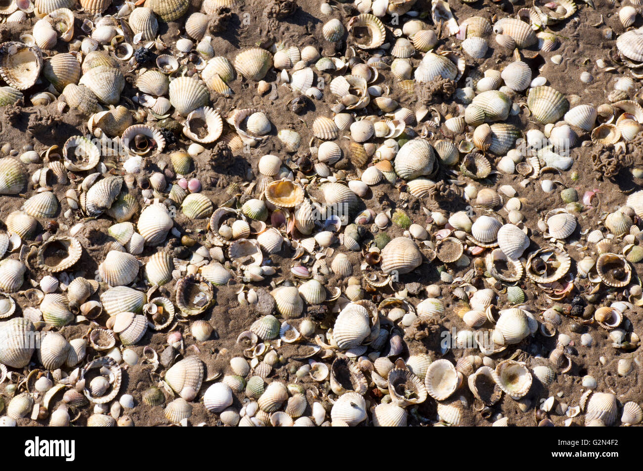 Seashells shells hi-res stock photography and images - Alamy