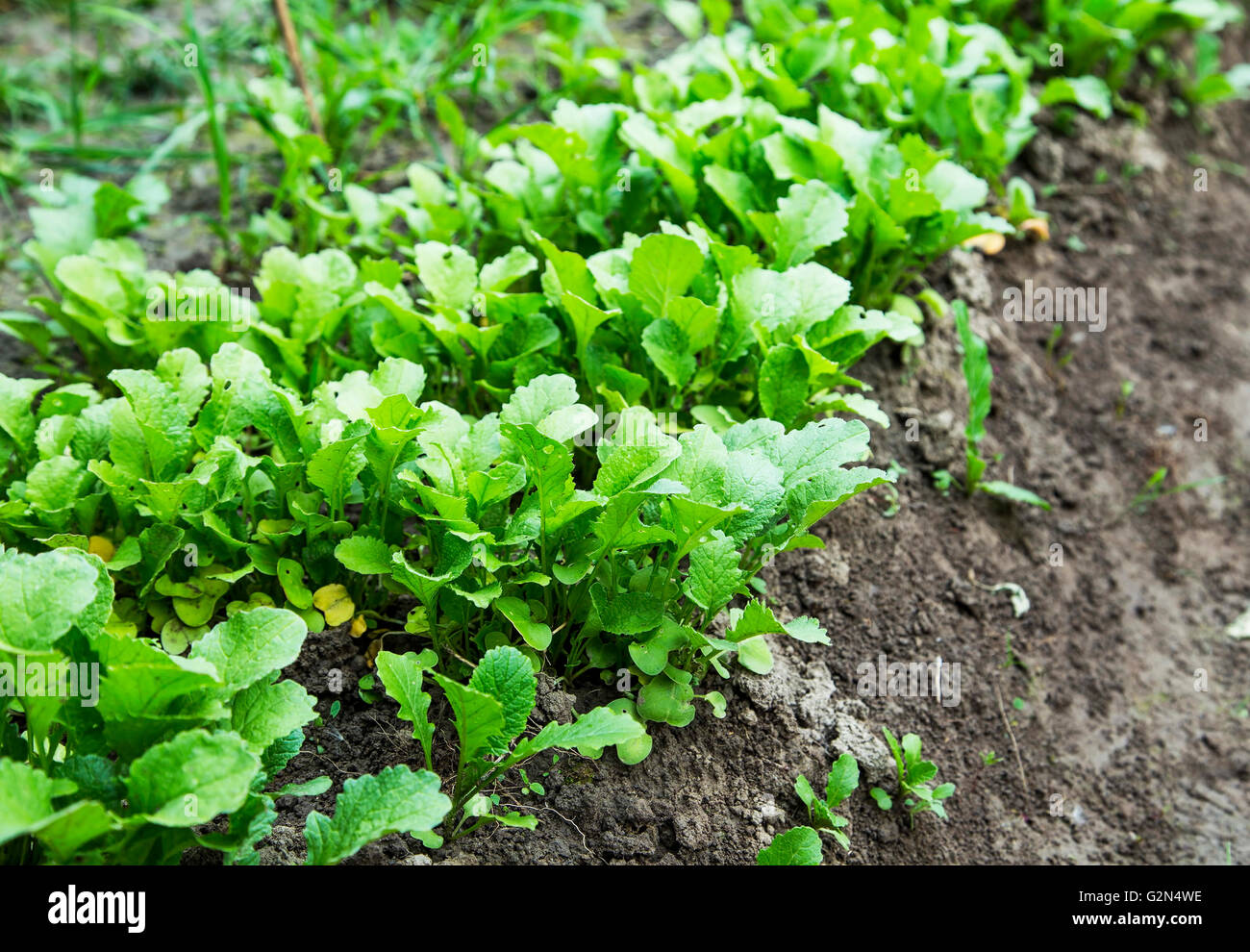 Bio organic radish seedling growing in the vegetable garden Stock Photo ...