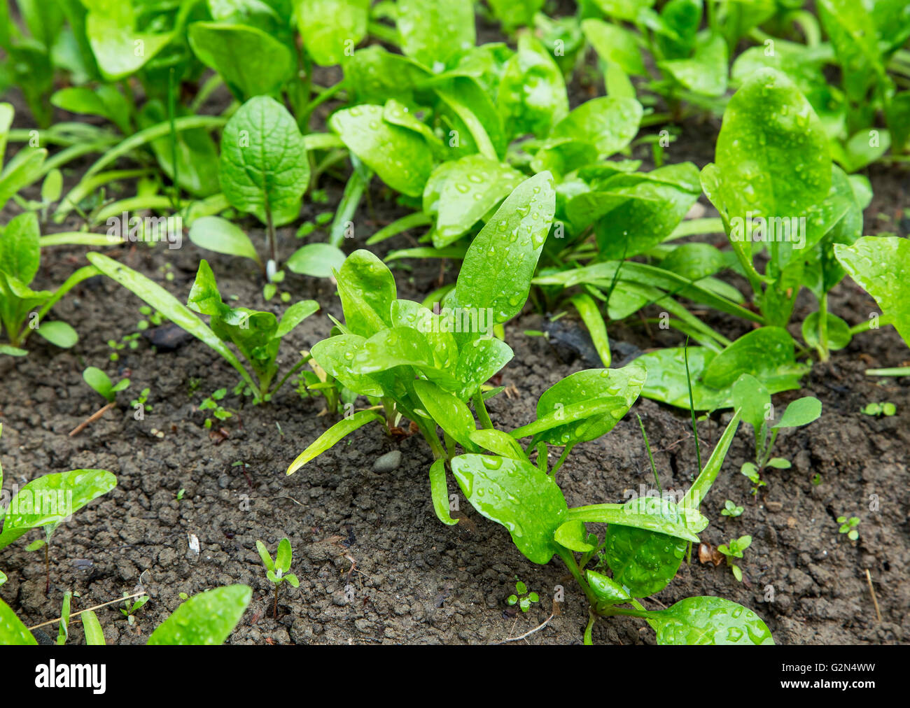 Spinach Growing Stock Photos & Spinach Growing Stock Images - Alamy