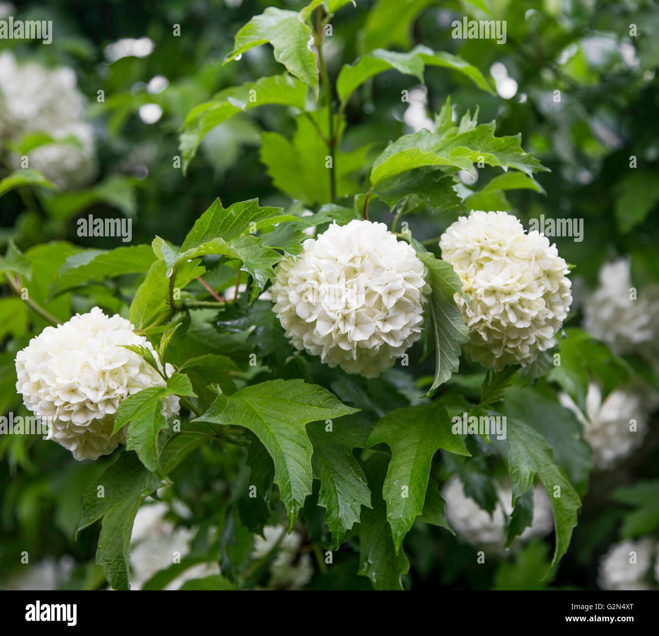 Snowball flowers (Viburnum opulus) with leaves in the garden Stock ...