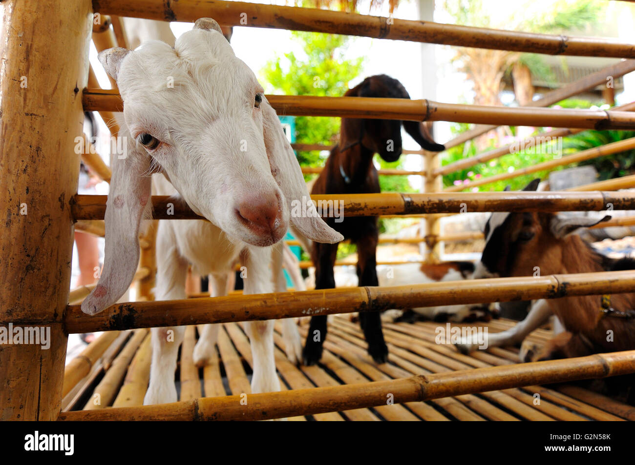Waiting stall hi-res stock photography and images - Alamy