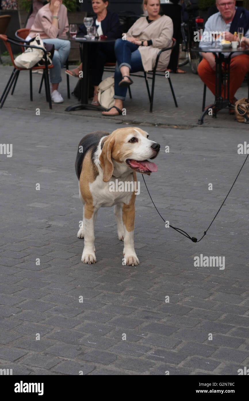Beagle waiting for its owner, Antwerp, Belgium Stock Photo - Alamy