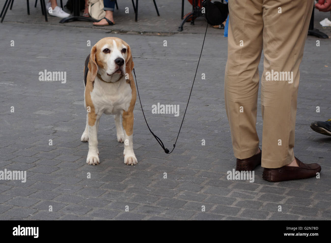 Beagle waiting for its owner, Antwerp, Belgium Stock Photo - Alamy