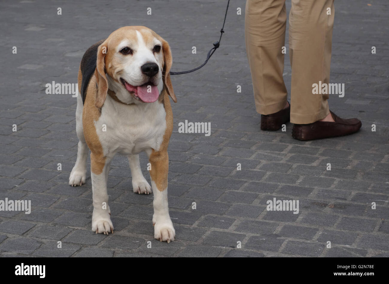 Beagle waiting for its owner, Antwerp, Belgium Stock Photo - Alamy