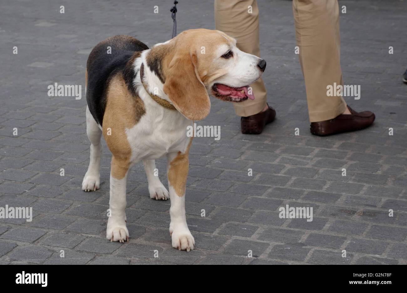 Beagle waiting for its owner, Antwerp, Belgium Stock Photo - Alamy