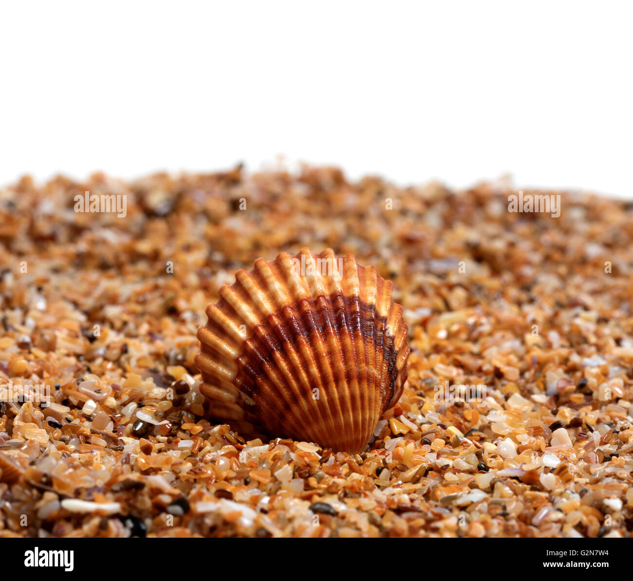 Seashell on sand and white background with copy space Stock Photo - Alamy