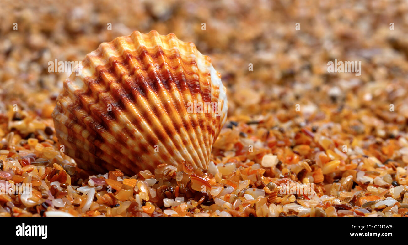 Seashell on sand at sunny nice day Stock Photo - Alamy