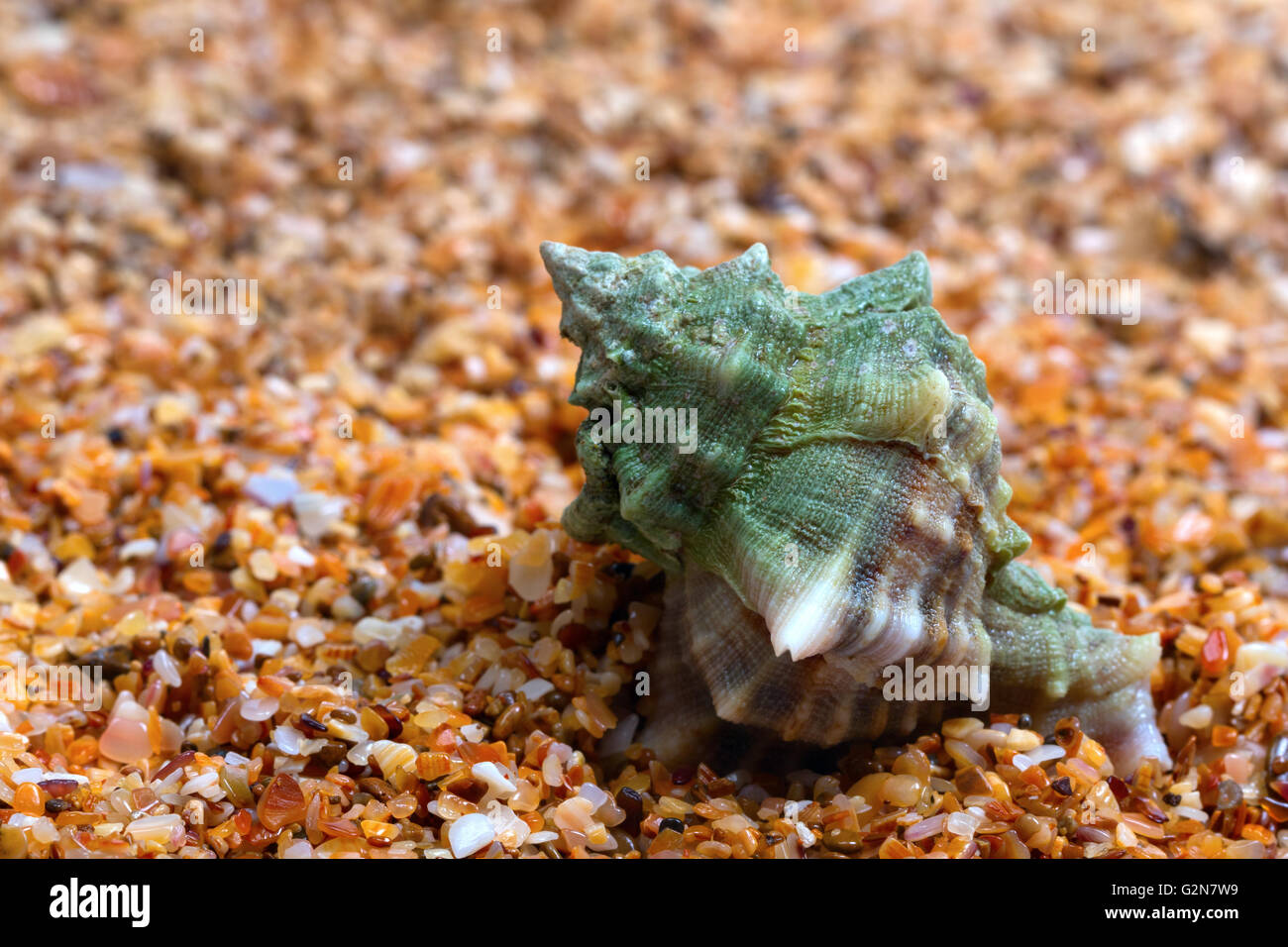 Wet seashell on sand in sunny day Stock Photo - Alamy
