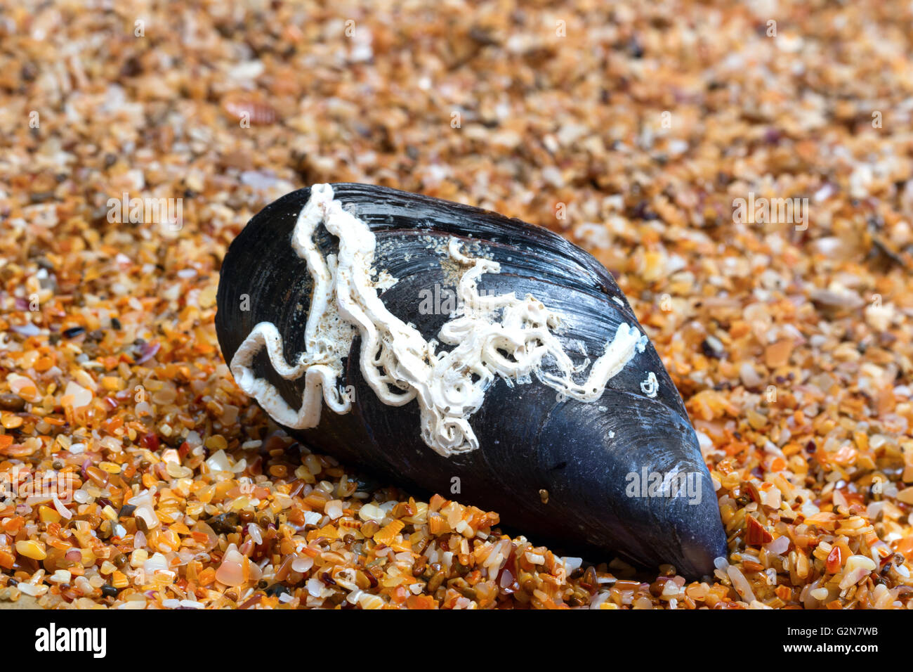 Shells of mussel on sand in sun day Stock Photo - Alamy