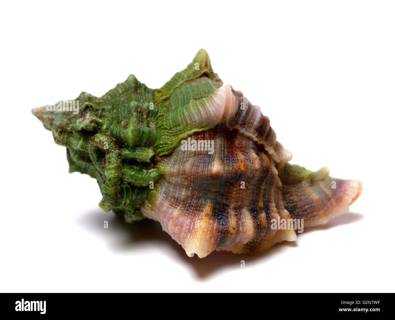 Wet seashell isolated on white background. Close-up view Stock Photo ...