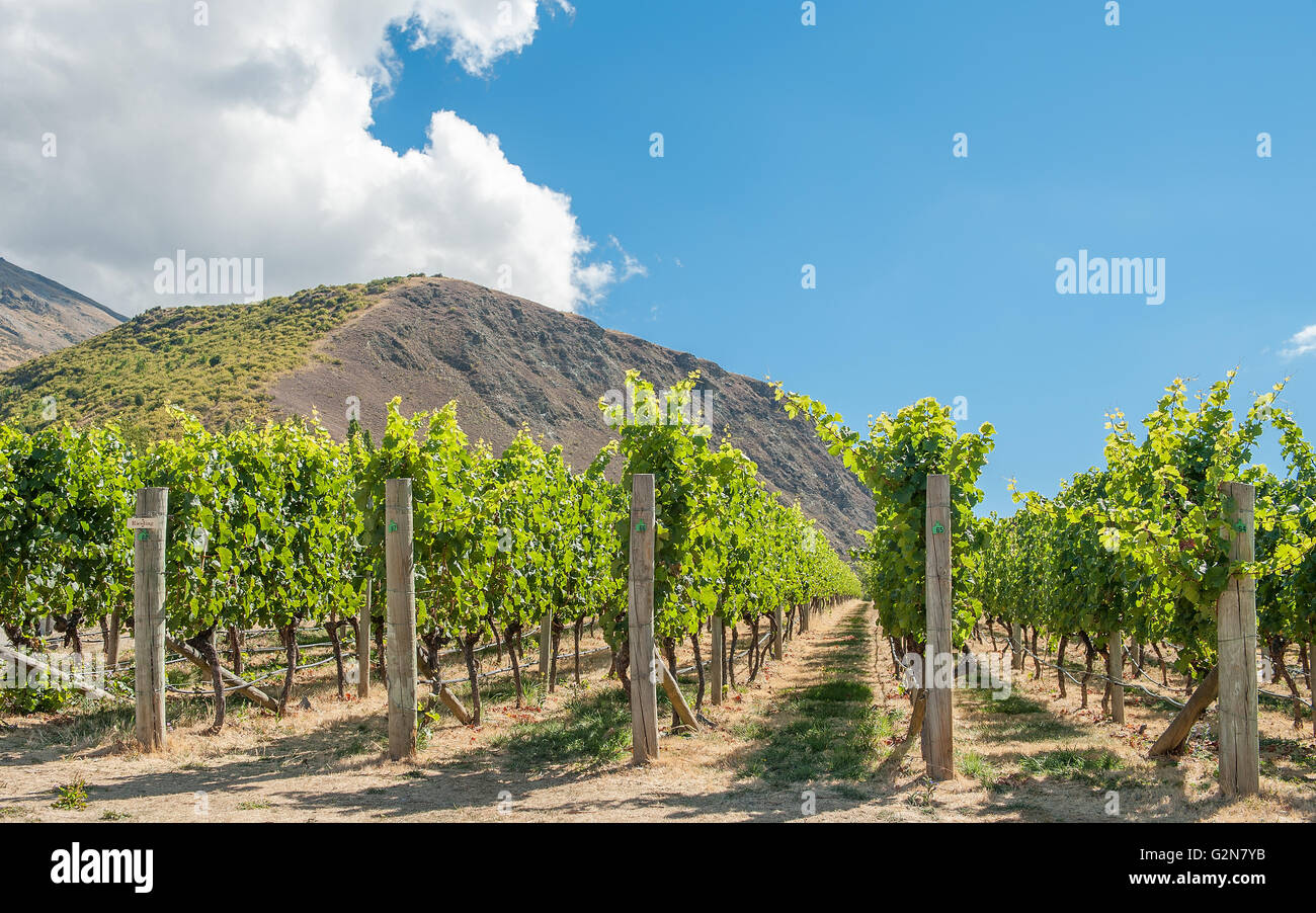 Gibbston Valley in Central Otago wine region on the South Island in New ...