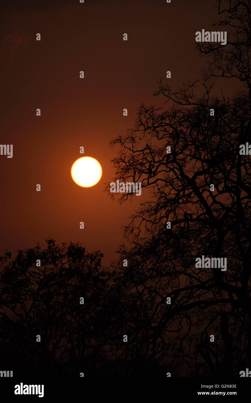 Sun set over a forest Stock Photo - Alamy