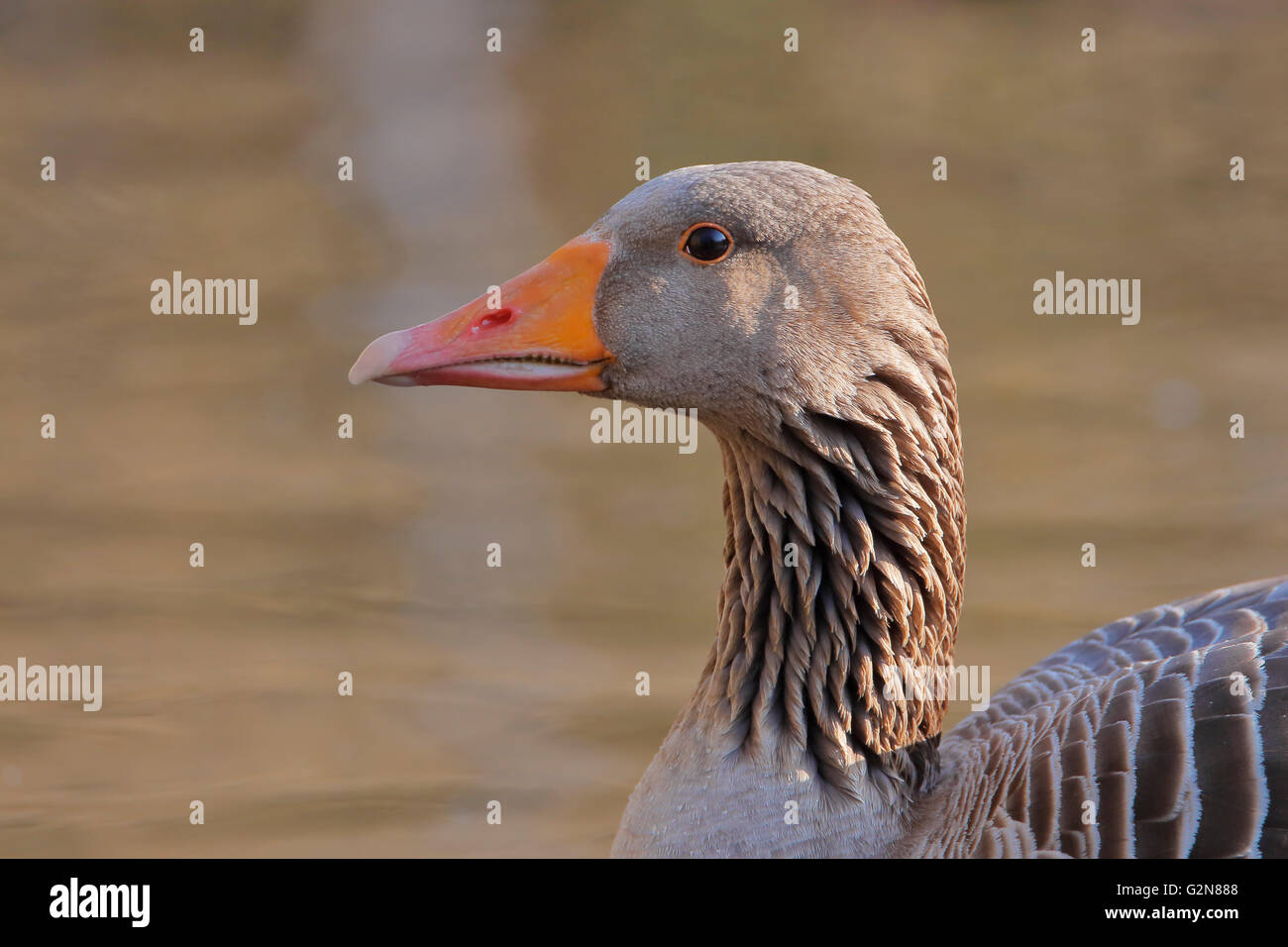 Greylag Goose (Anser anser) portrait, the Netherlands Stock Photo - Alamy