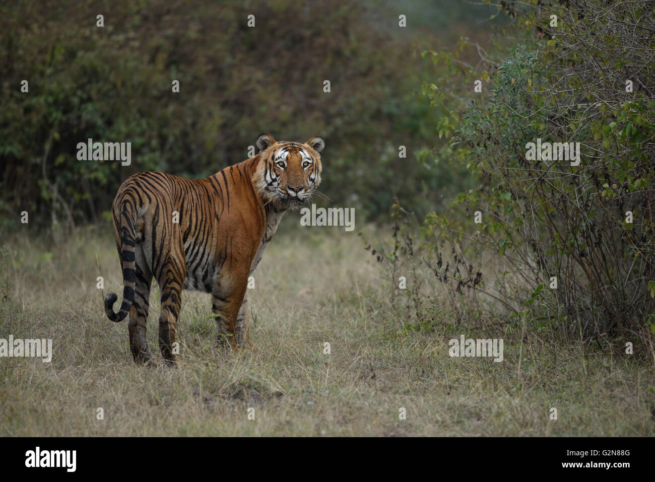 Tiger on a stroll Stock Photo - Alamy