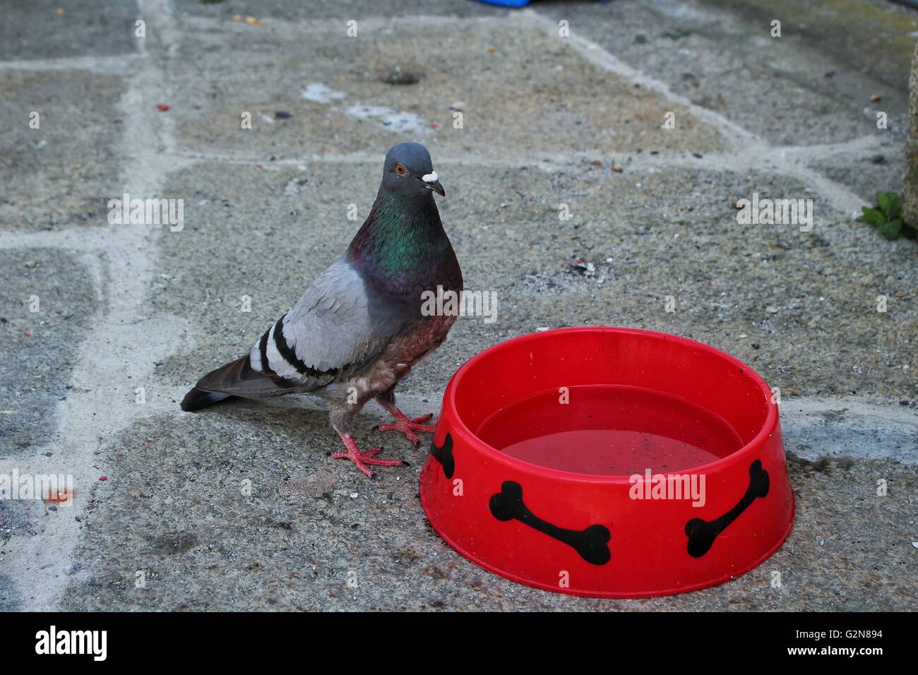 A pigeon drinking from a dog bowl Stock Photo - Alamy