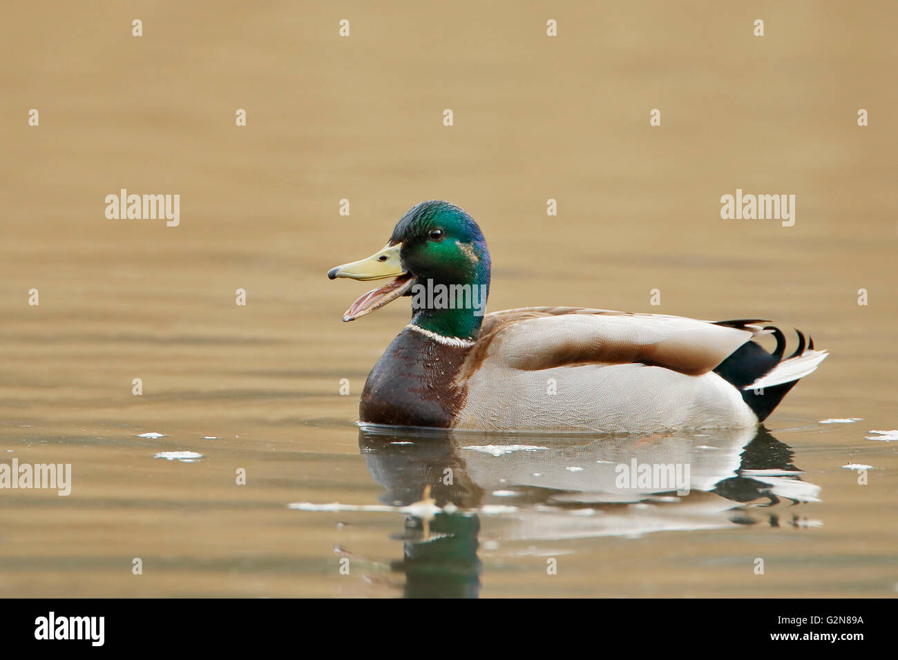 Mallard duck beak open hi-res stock photography and images - Alamy