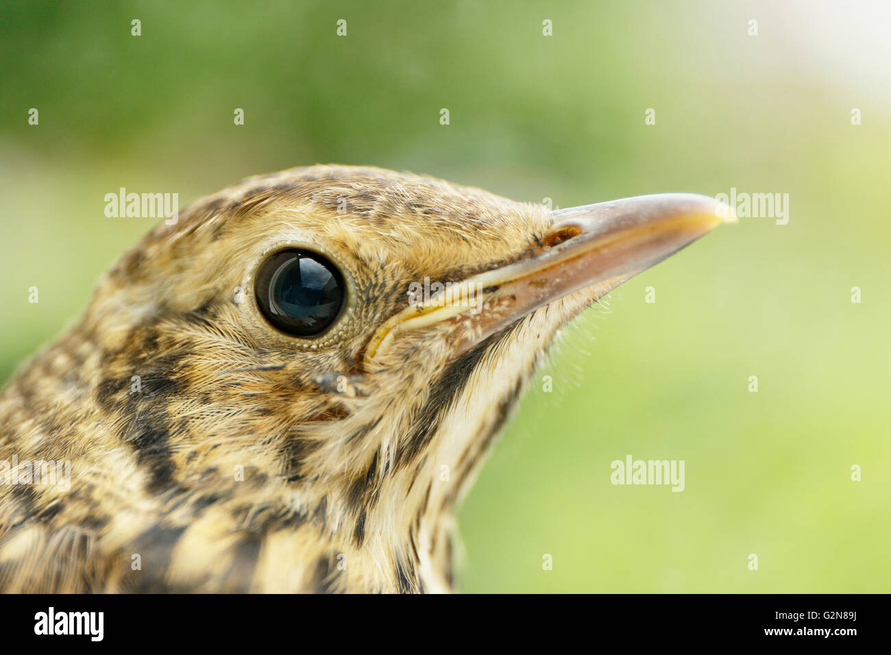Fledgling song thrush hi-res stock photography and images - Alamy
