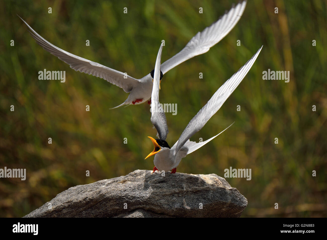 Terns of india hi-res stock photography and images - Alamy