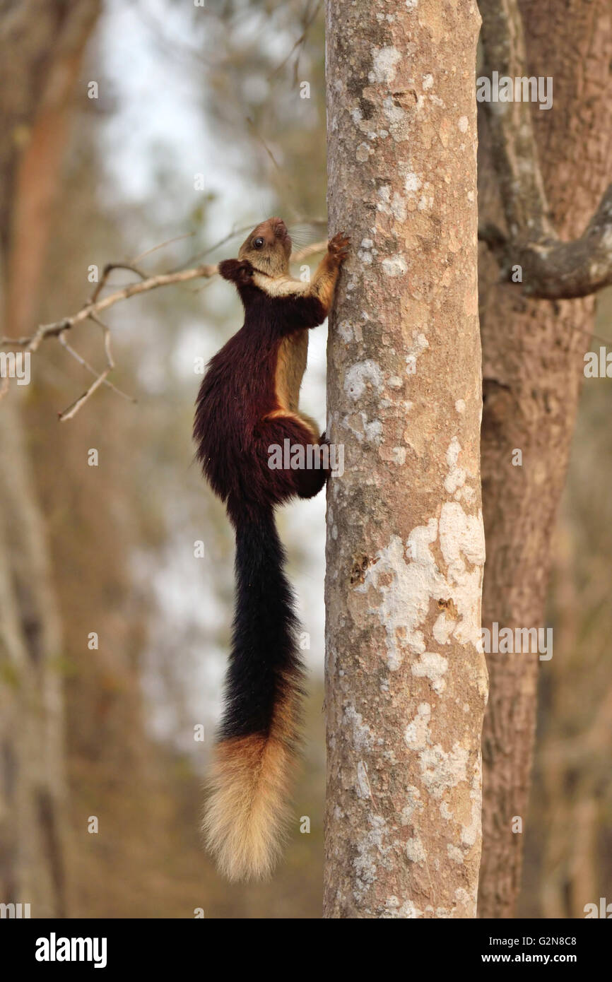 Malabar Giant Squirrel Stock Photo - Alamy