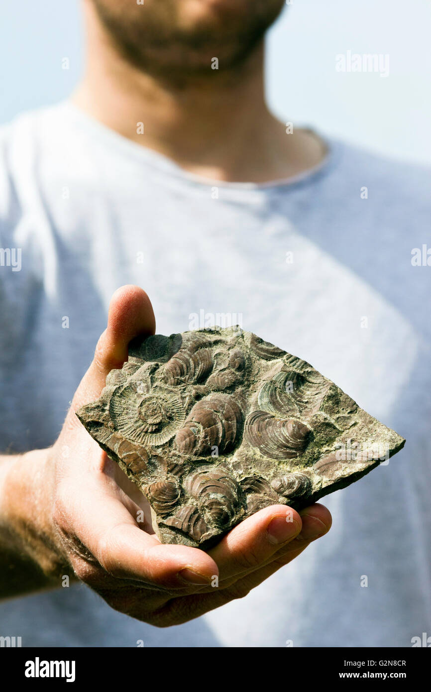 Man holding fossil sample (containing bivalves and ammonites) in his ...