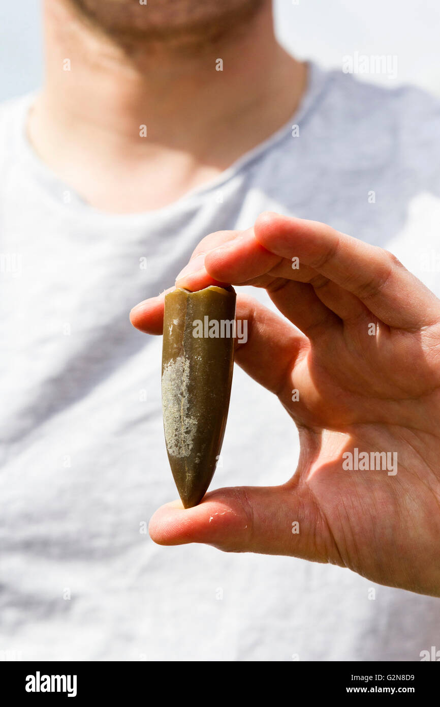 Belemnite High Resolution Stock Photography and Images - Alamy