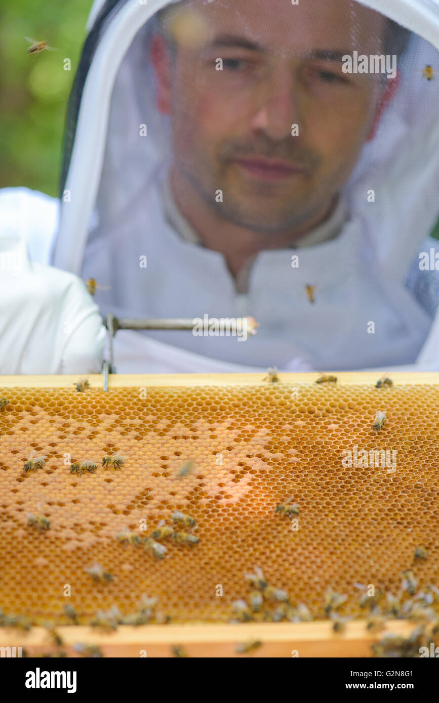 Middle aged harvesting hi-res stock photography and images - Alamy