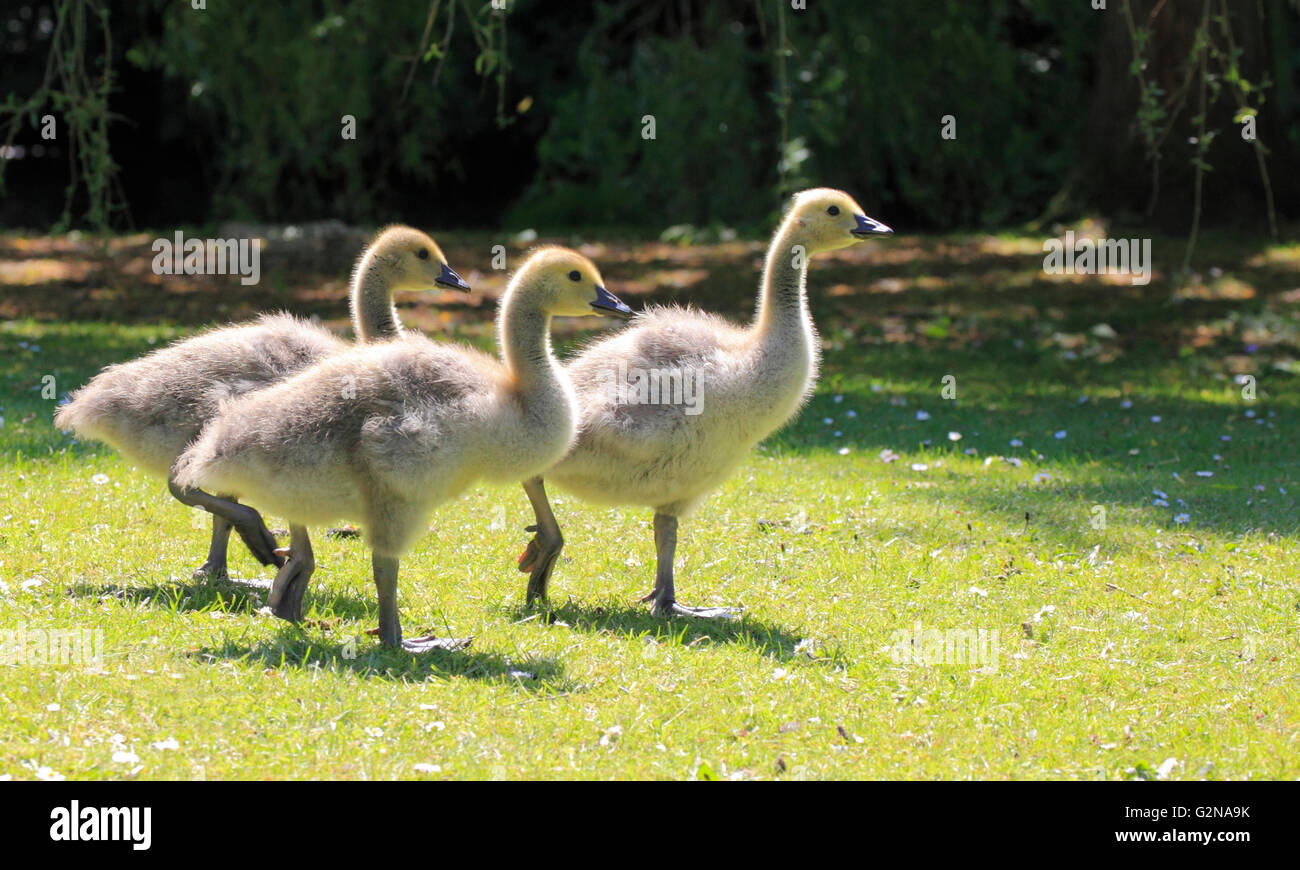 Cananda Geese (Branta canadensis) goslings, Kidderminster ...