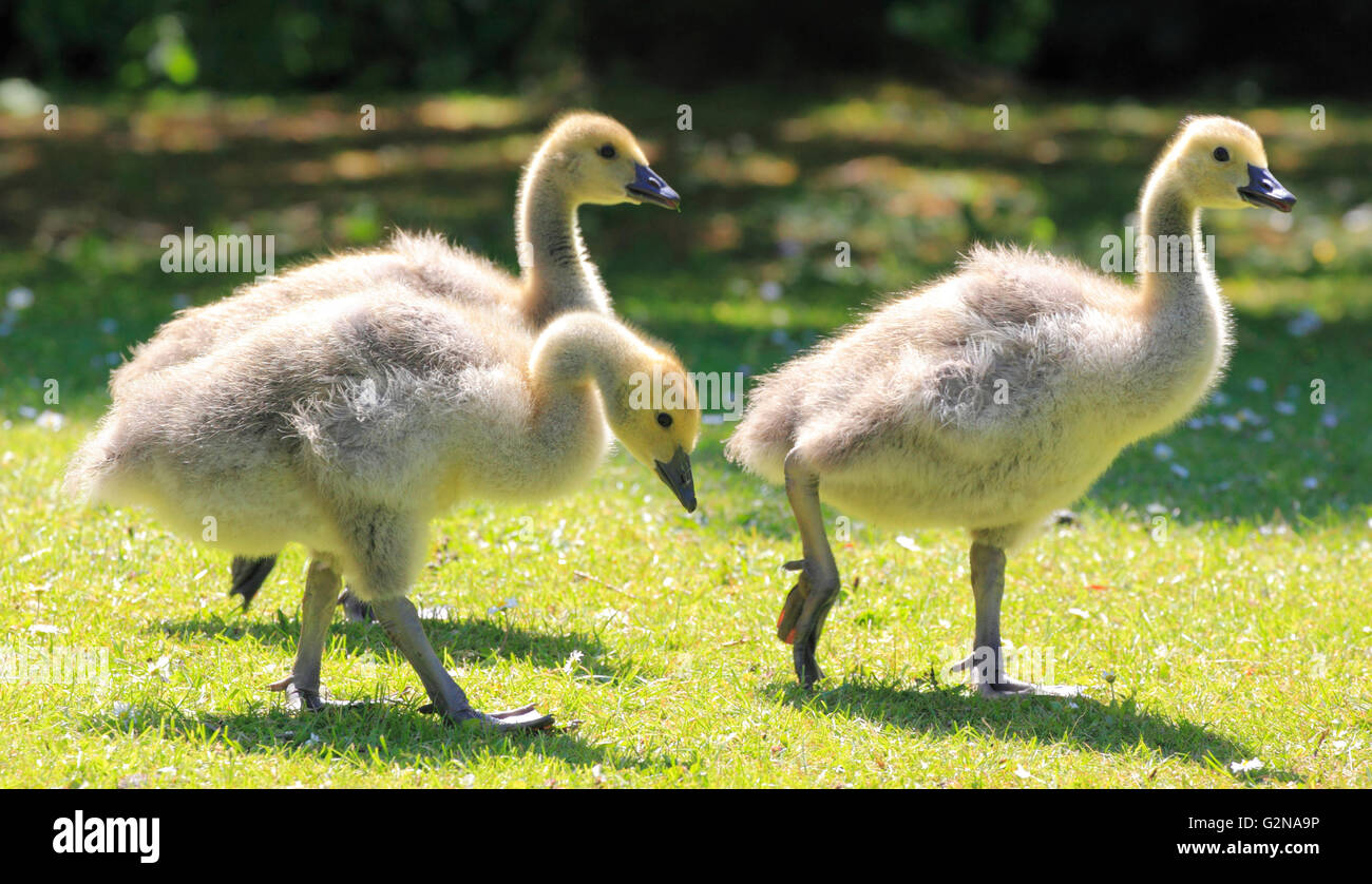 Cananda Geese (Branta canadensis) goslings, Kidderminster ...