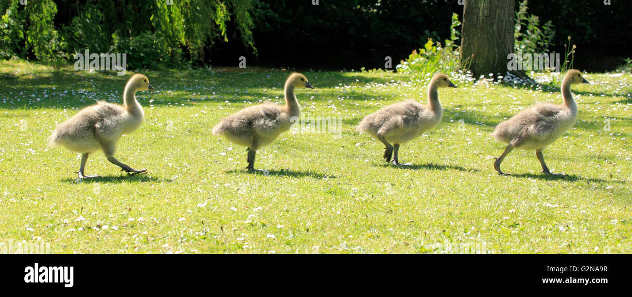 Baby beetles hi-res stock photography and images - Alamy