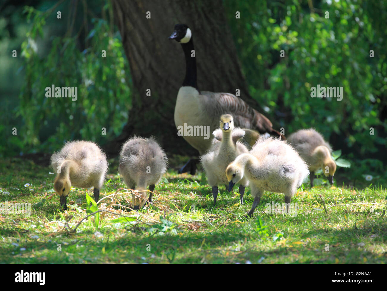 A Cananda Goose (Branta canadensis) watches over her goslings ...