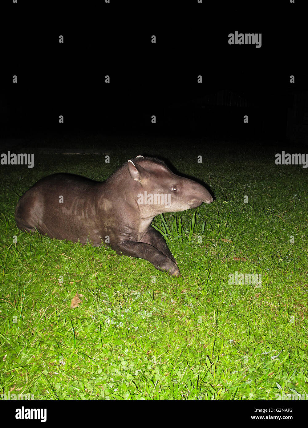 Brazilian tapir,Tapirus terrestris, Angamos. Amazonas. Peru Stock Photo ...