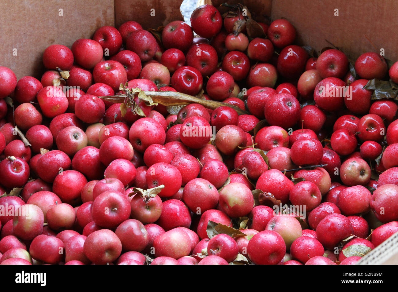 Full Box Of Apples High Resolution Stock Photography and Images - Alamy