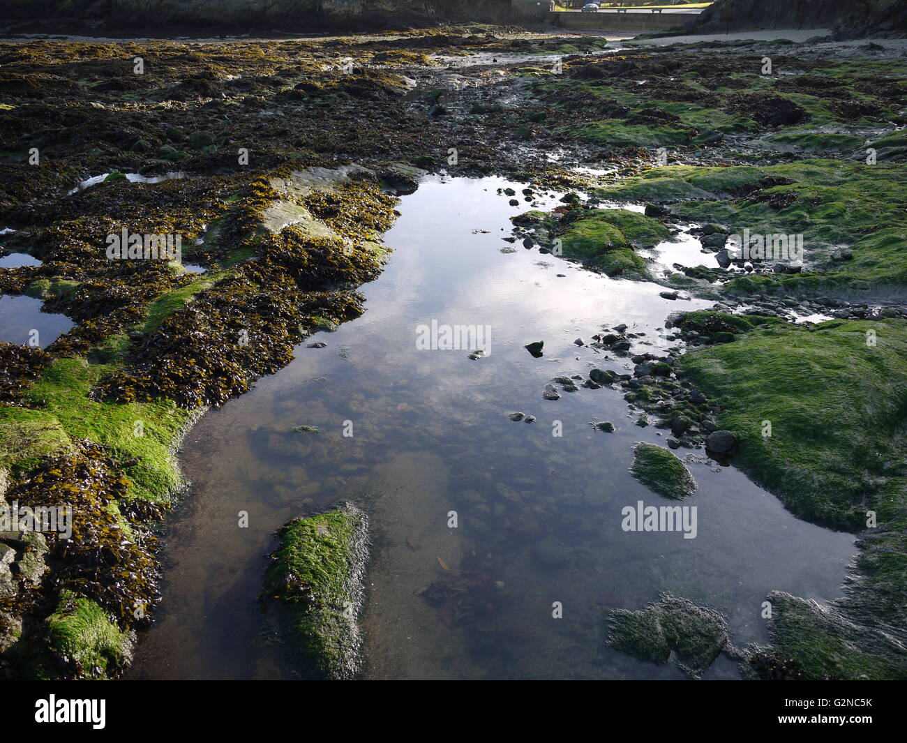 Algae on rocks hi-res stock photography and images - Alamy
