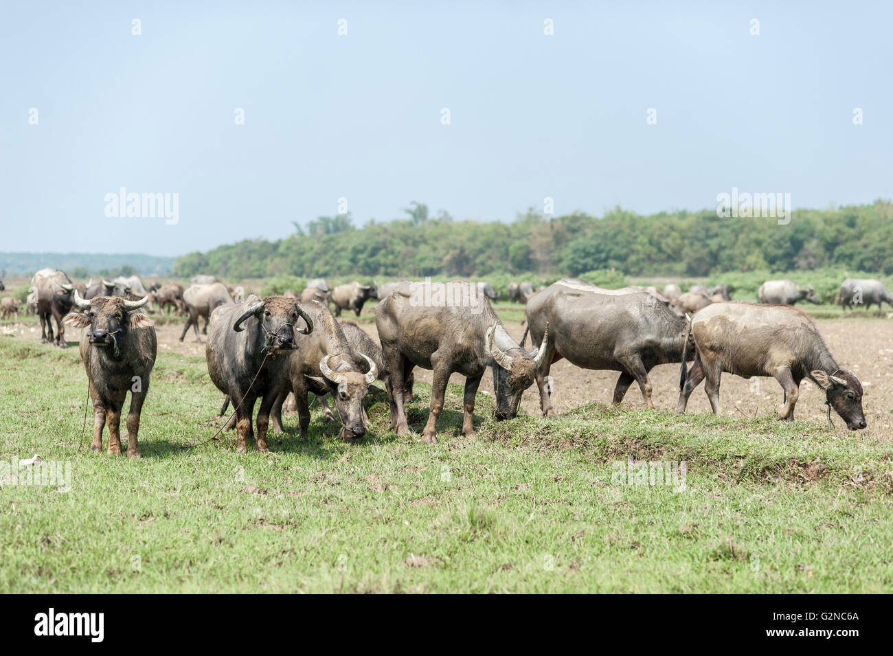 Oxes hi-res stock photography and images - Alamy