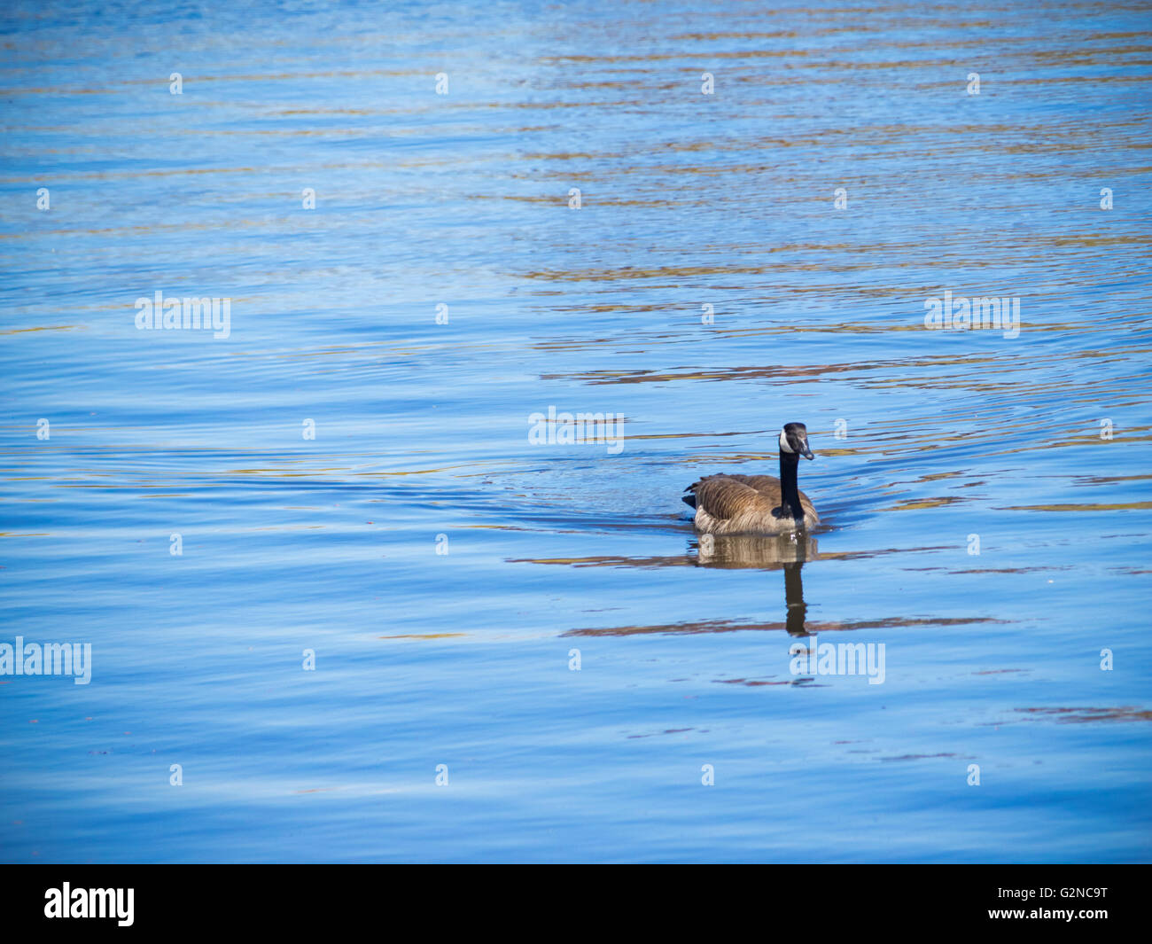 Canada goose in water Stock Photo - Alamy