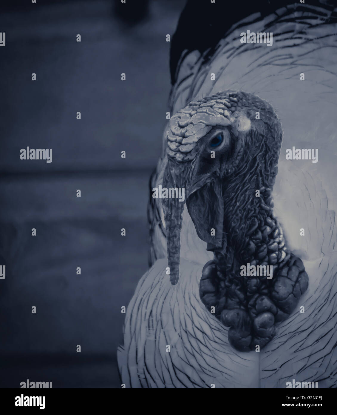 Dindon hi-res stock photography and images - Alamy