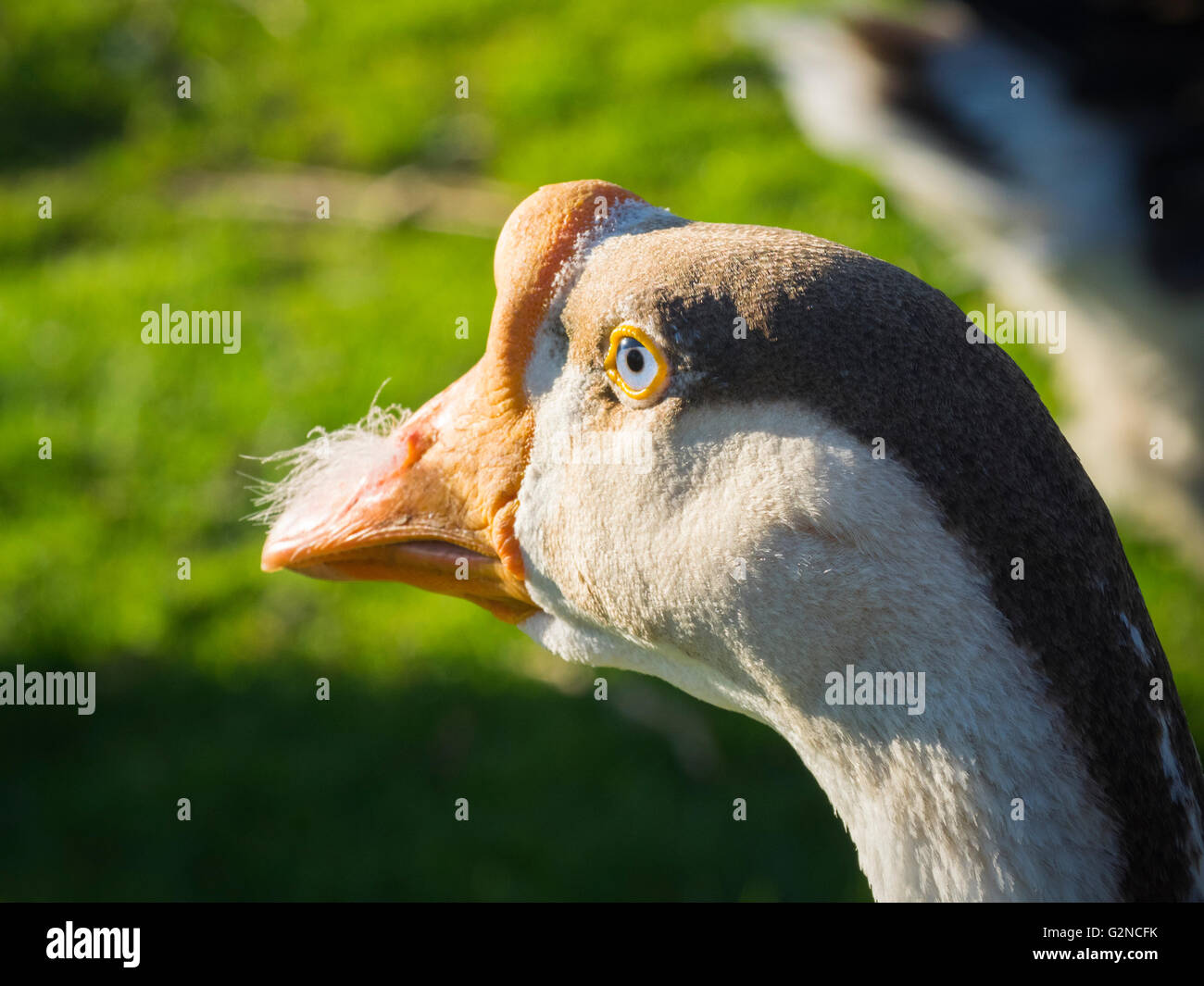 Goos face hi-res stock photography and images - Alamy