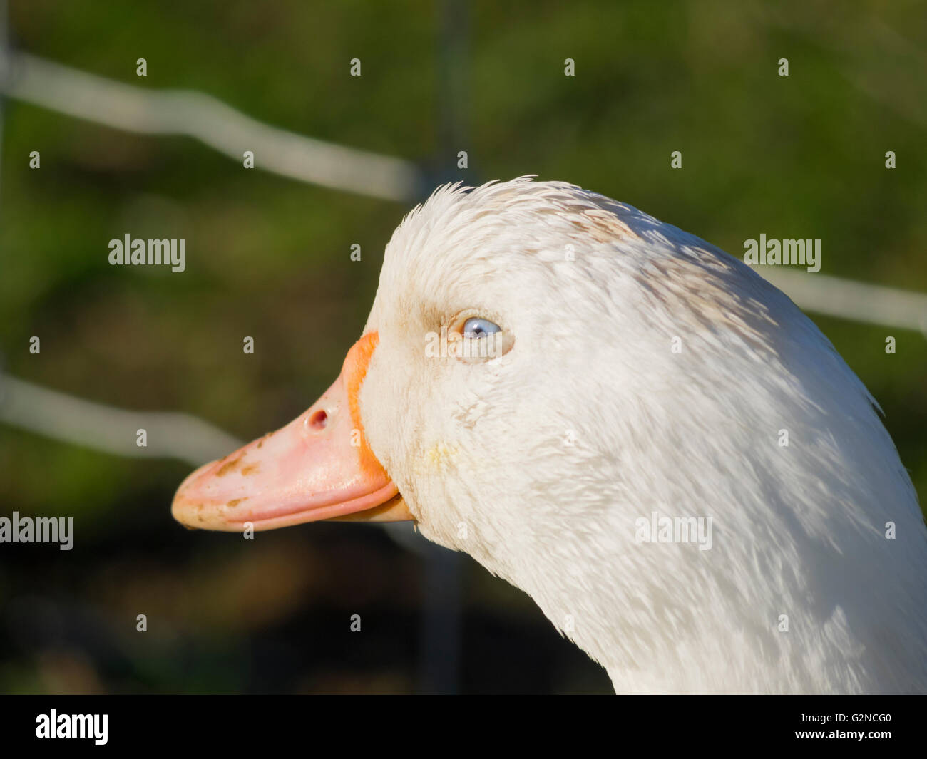 White domestic goose Stock Photo - Alamy