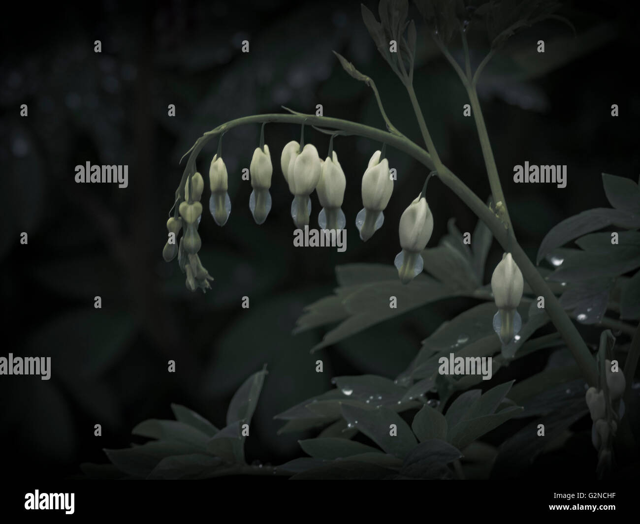 White bleeding heart flower Stock Photo - Alamy