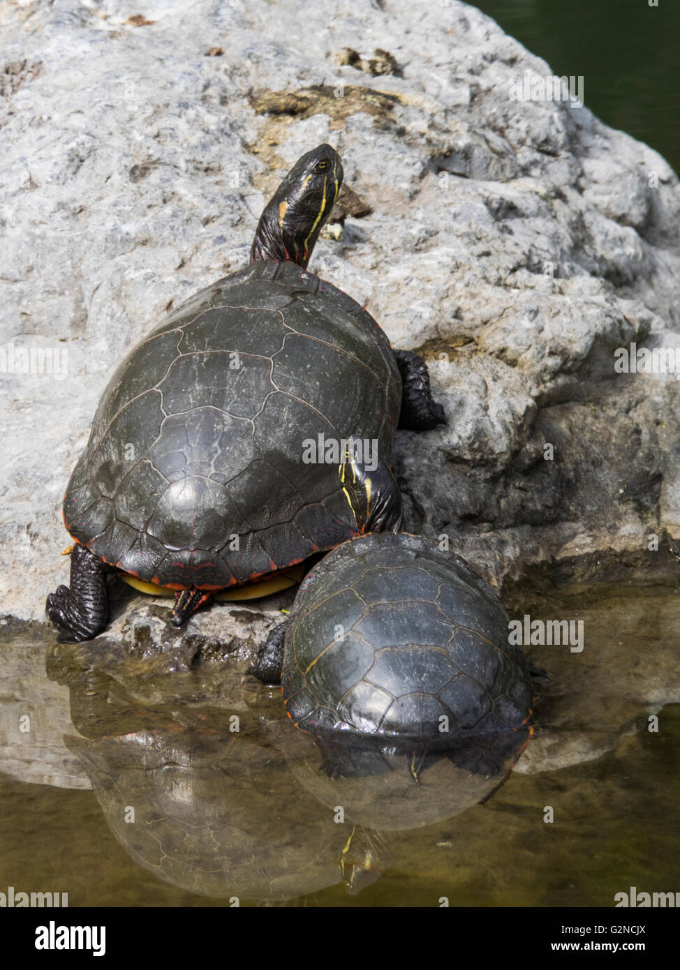 Painted turtles on a rock Stock Photo - Alamy