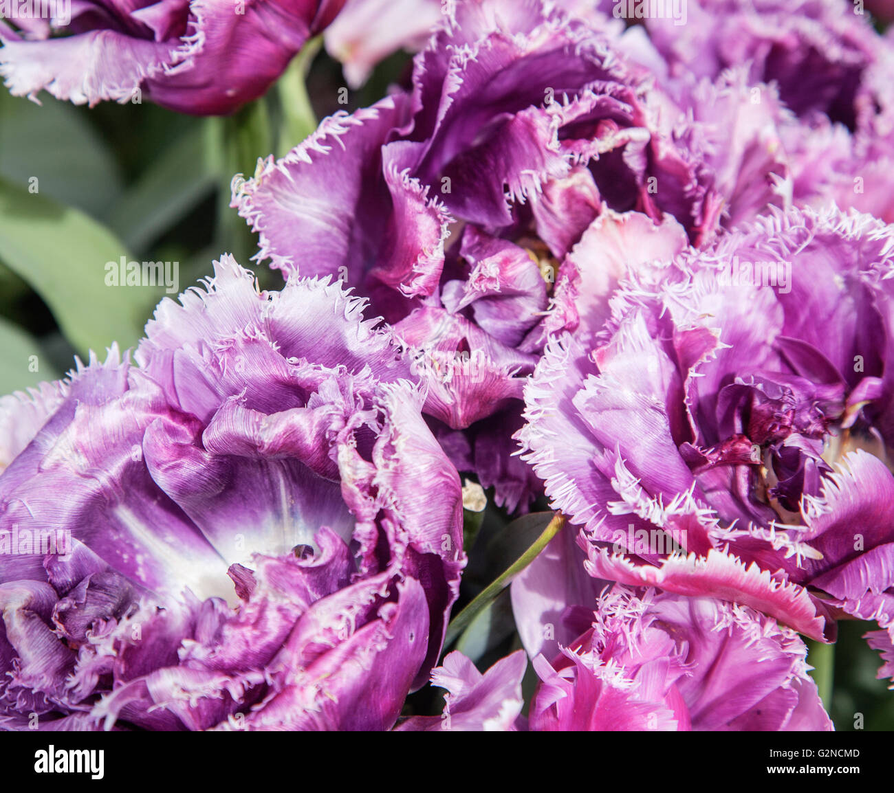 bunch of tulip flowers close up for background, unusual rare shape ...