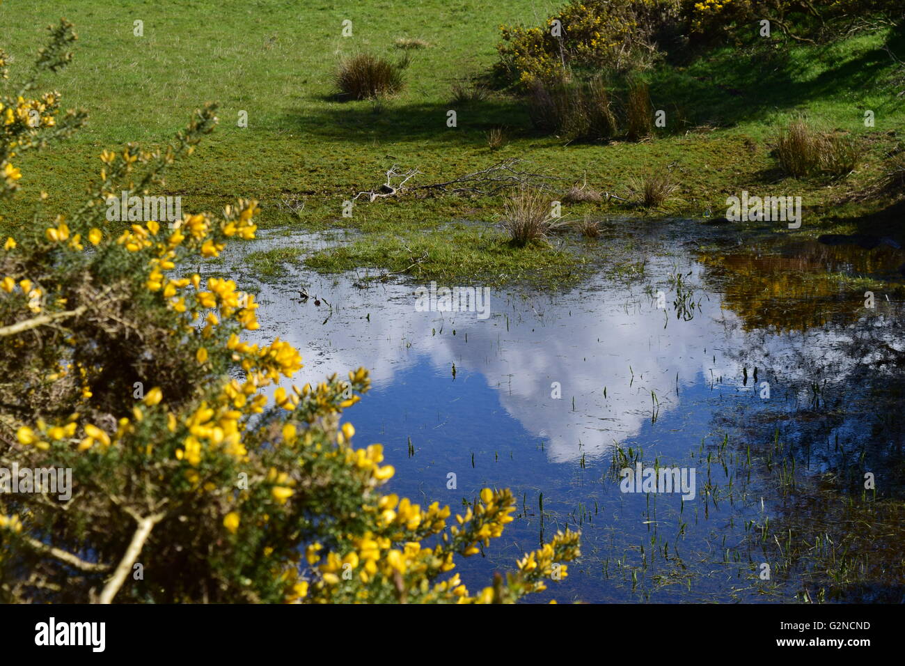 Yellow bush by a section of water Stock Photo - Alamy