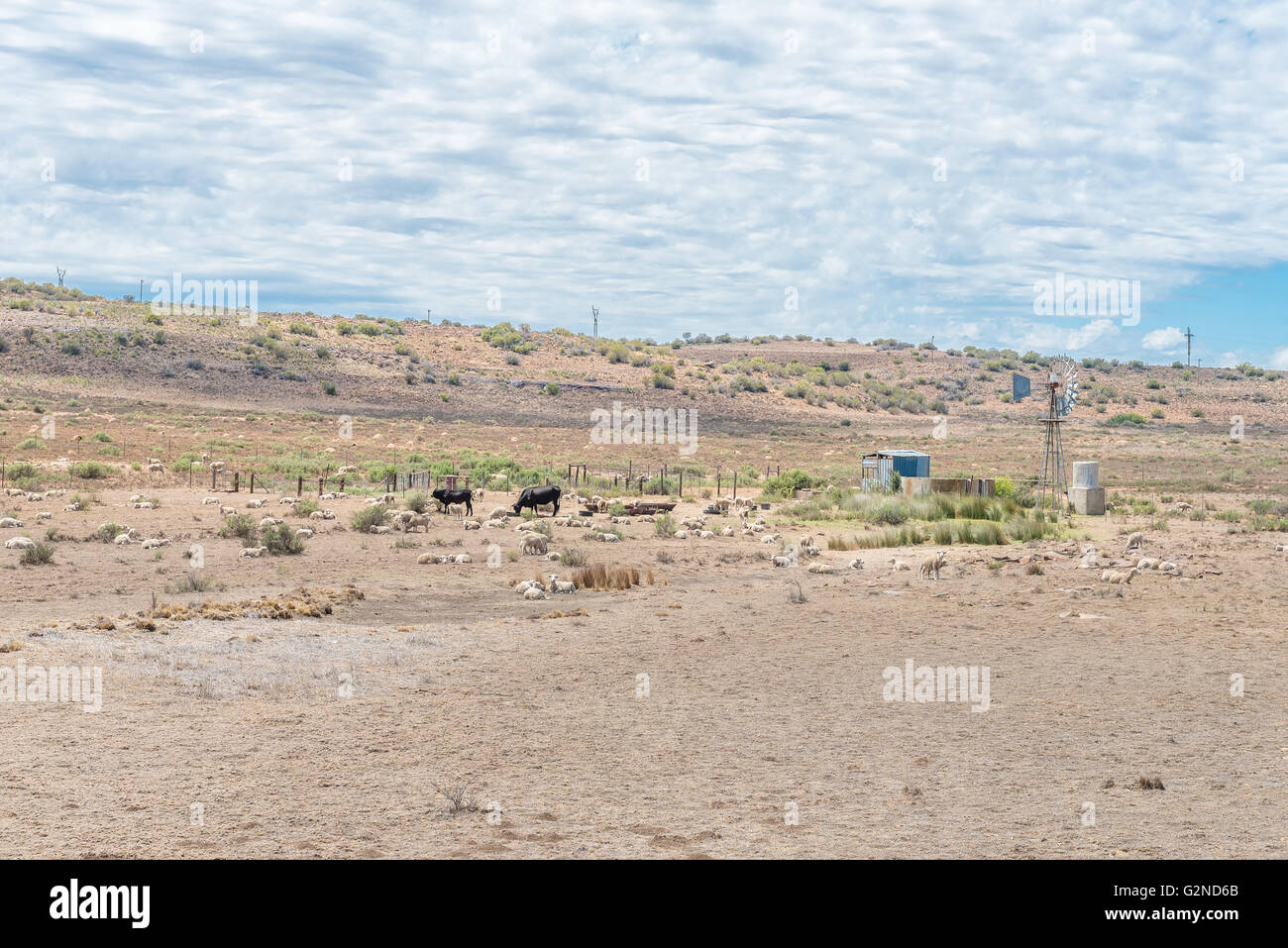 A typical arid Karoo farm scene with windmill, cattle and sheep between ...