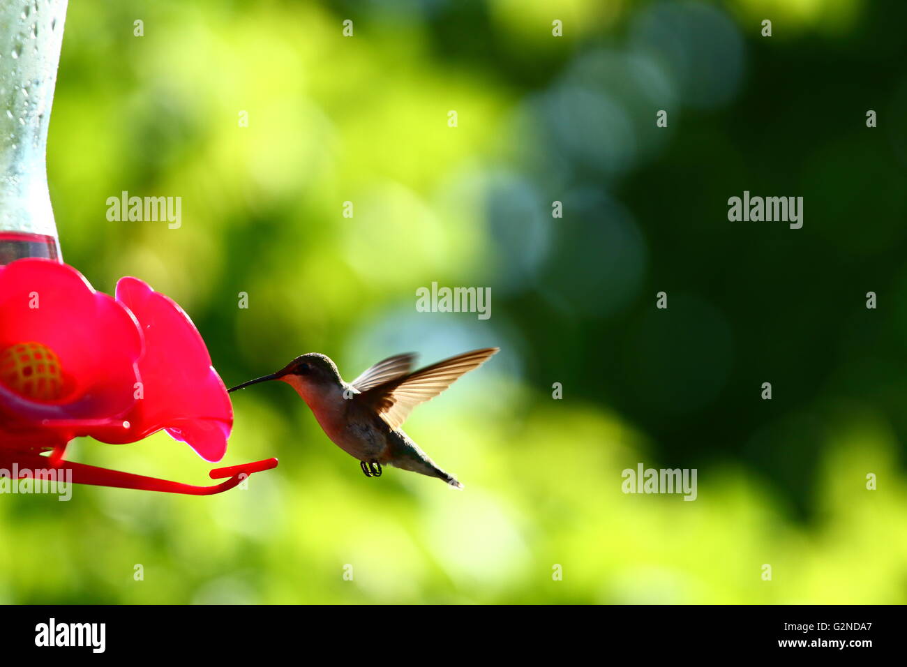 female ruby throat hummingbird wildlife birds nature Stock Photo - Alamy