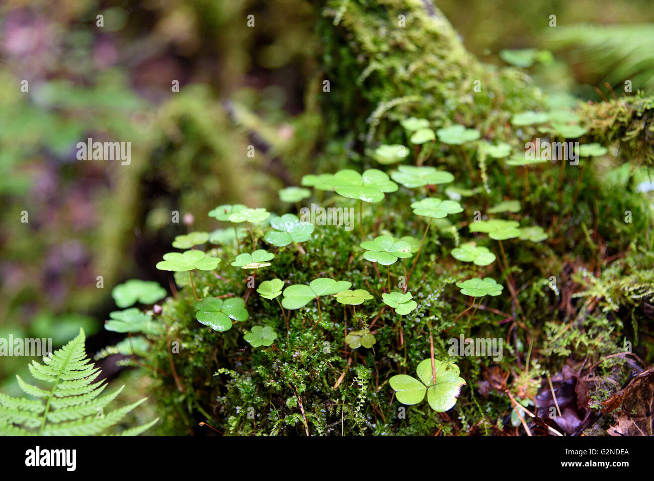 Oxalis acetosella tree hi-res stock photography and images - Alamy