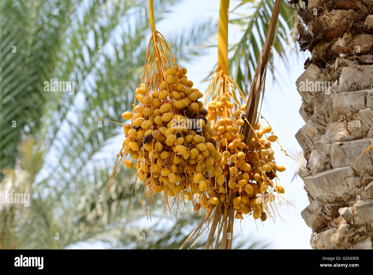 Cluster of dates hanging from a date palm slowly ripening Stock Photo ...