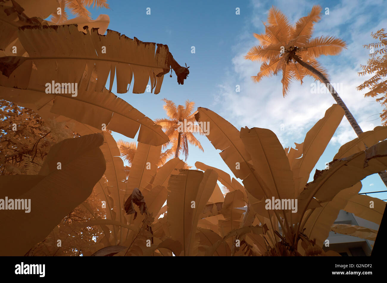 False banana tree hi-res stock photography and images - Alamy