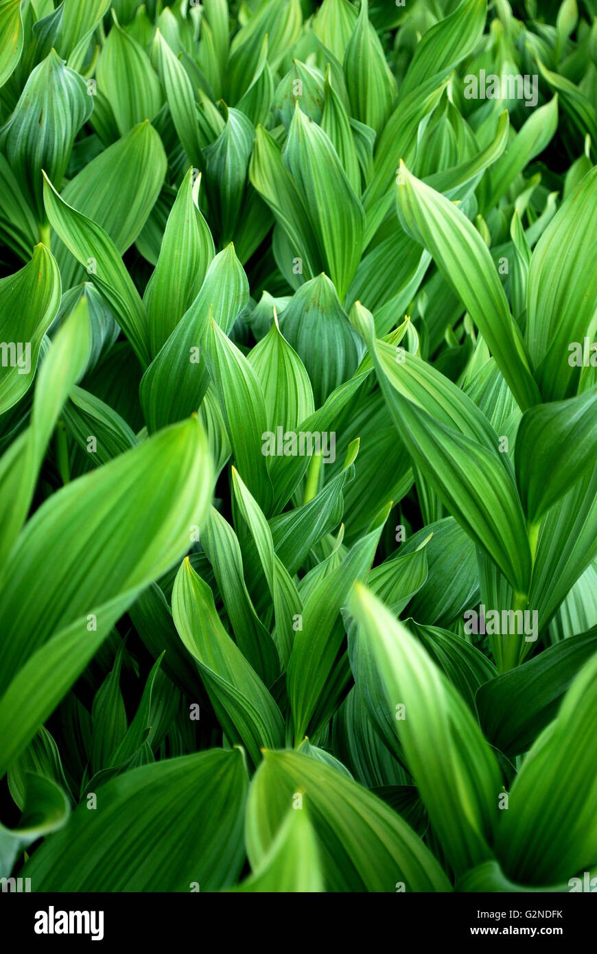 Field of green plants Stock Photo - Alamy