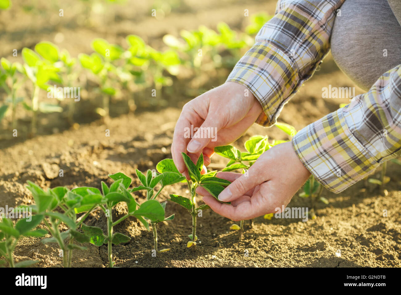 Female farmer's hands in soybean field, responsible farming and ...