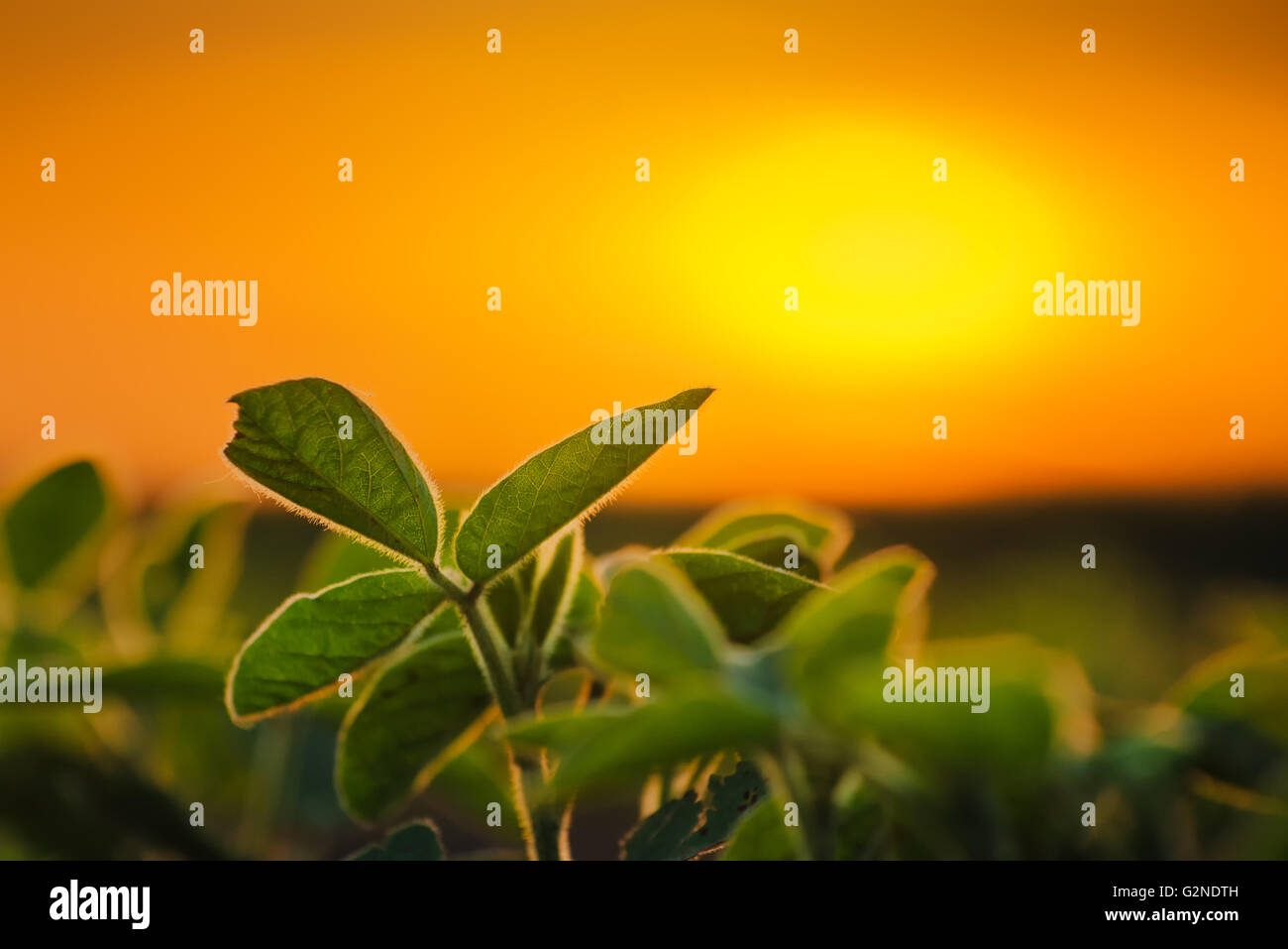 Soybean plants in sunset, soy bean rows in agricultural field ...